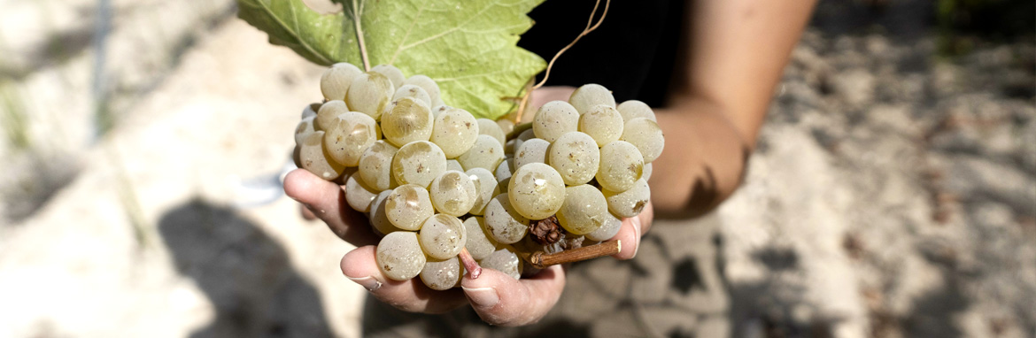 Viagem às vindimas na Quinta do Palame - Quinta do Palame